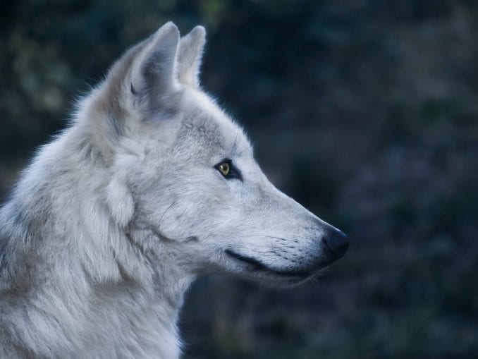 12 Pisces Symbols of the Zodiac You MUST Know! | Guy Counseling